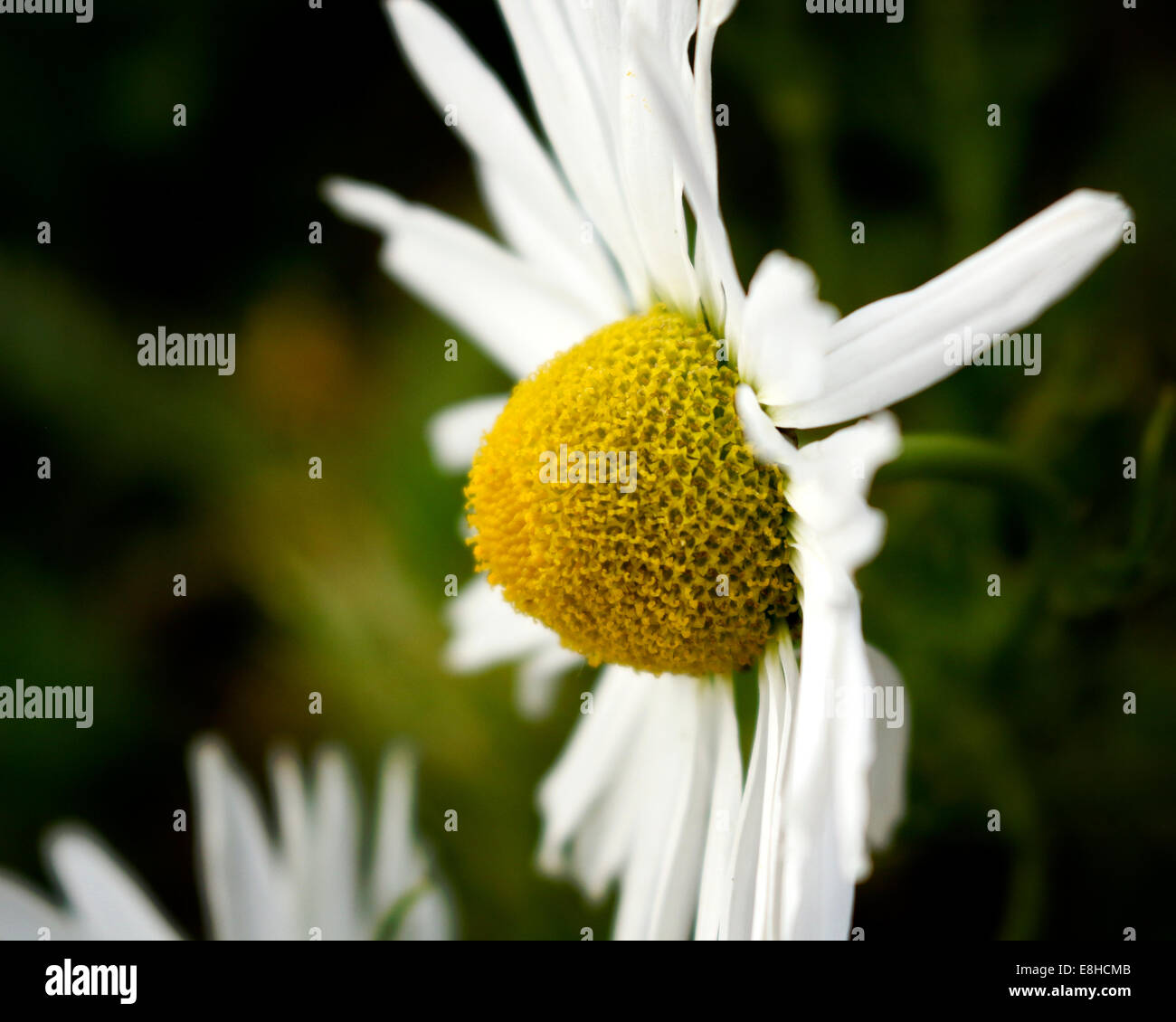 Portrait of a Sea Mayweed flower Stock Photo - Alamy