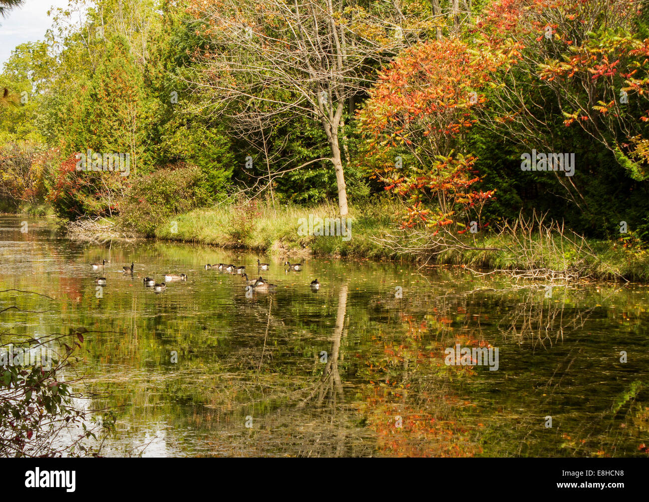 Flock of Canada Geese resting on the Ausable River in the Autumn Stock ...