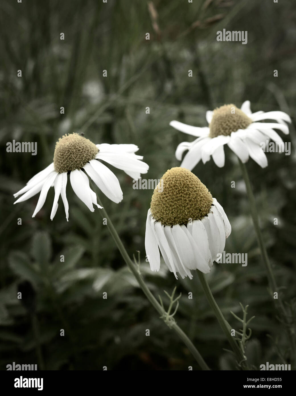 Sea Mayweed Flowers Stock Photo - Alamy