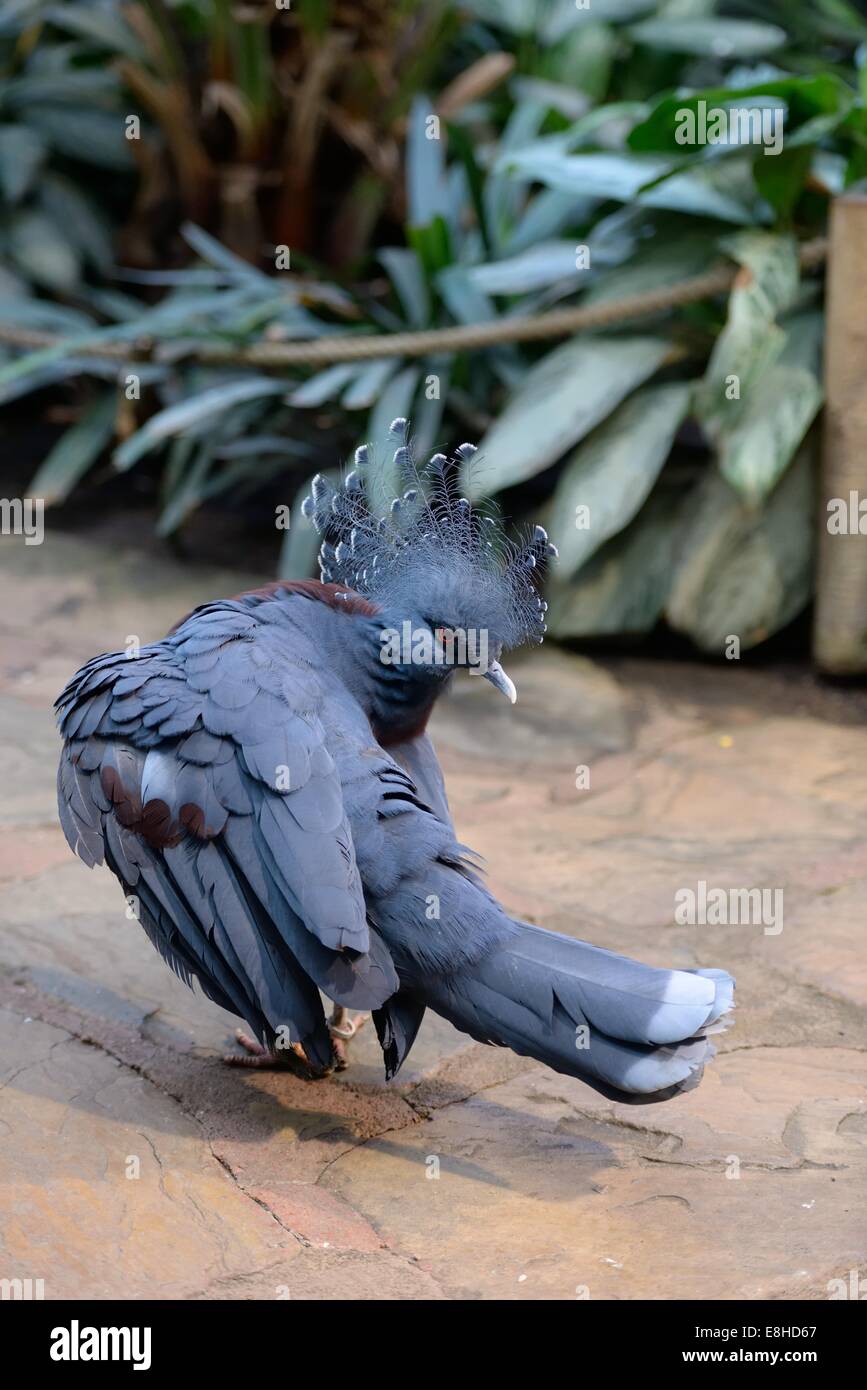 Victoria crowned pigeon (Goura victoria) at Edinburgh zoo, Lothian ...