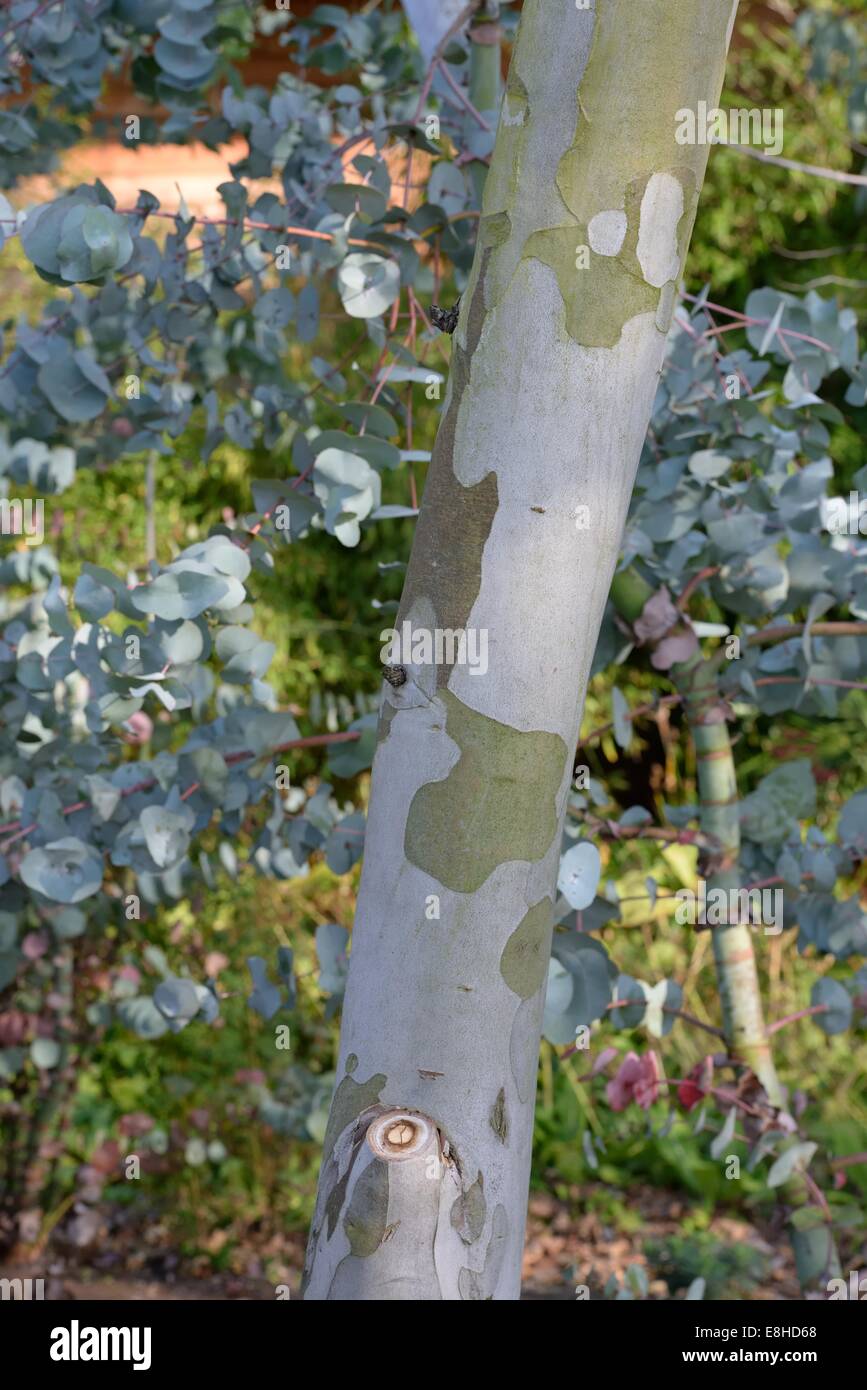 Peeling bark of a eucalyptus tree Stock Photo - Alamy