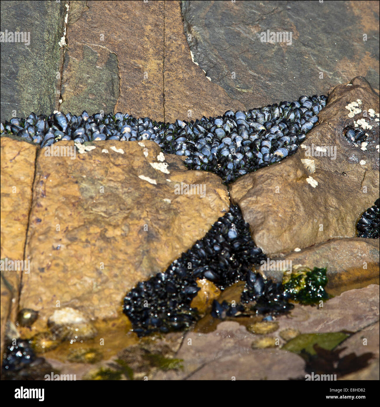 Shells stone hi-res stock photography and images - Alamy