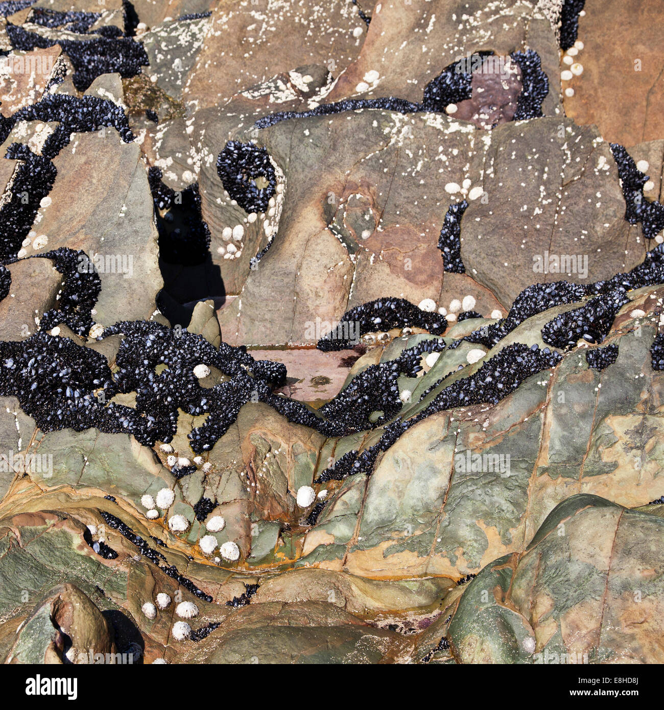 The muted colours of Mollusc and shell covered rocks on the Irish coast ...