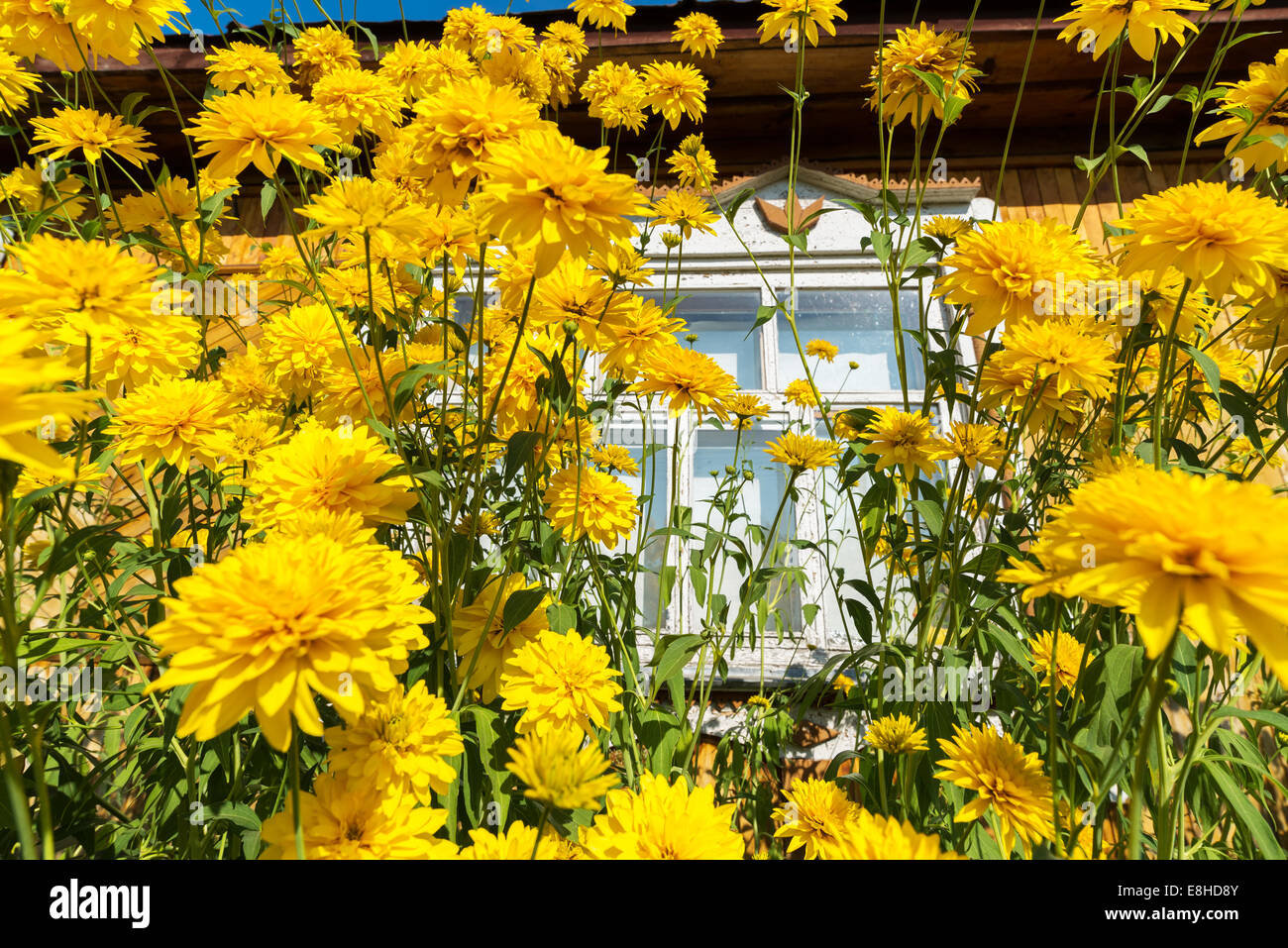 Yellow flowers in front of village house Stock Photo - Alamy