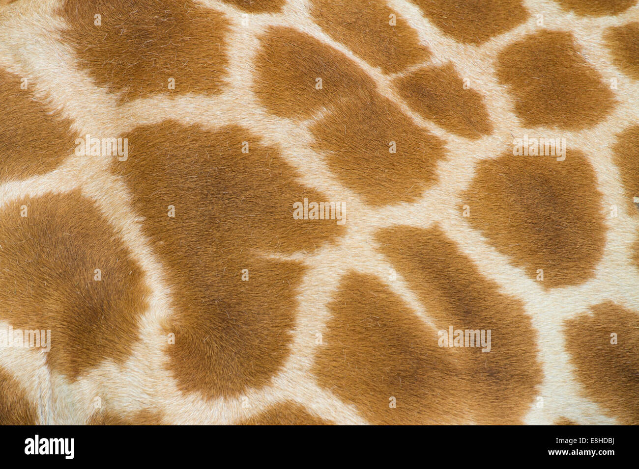 Giraffe skin pattern close up Stock Photo - Alamy