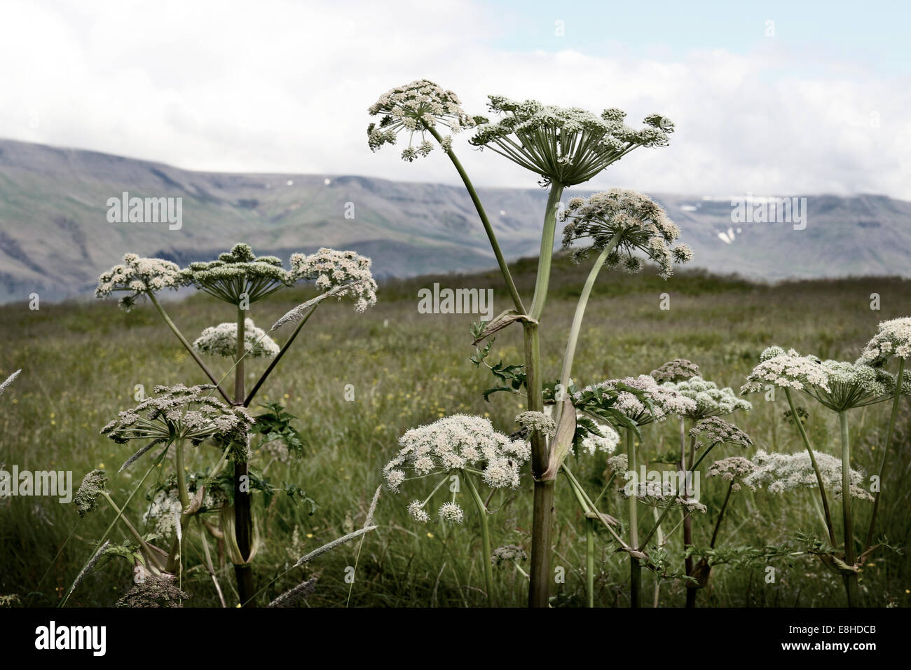 Mountain angelica hi-res stock photography and images - Alamy