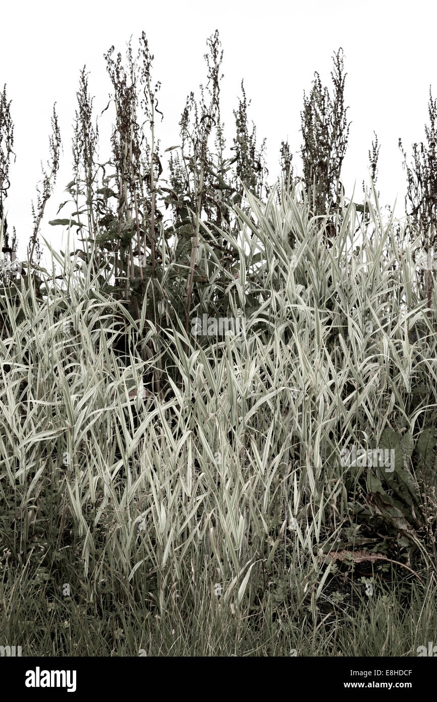 Tall reed plants hi-res stock photography and images - Alamy
