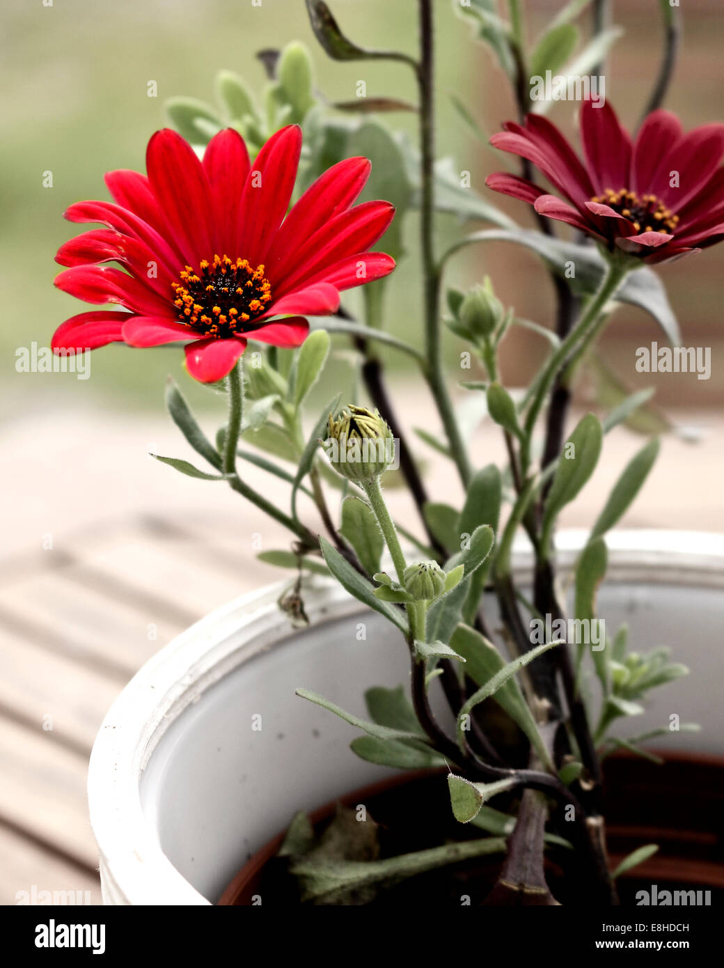 Nice red daisy flower hi-res stock photography and images - Alamy