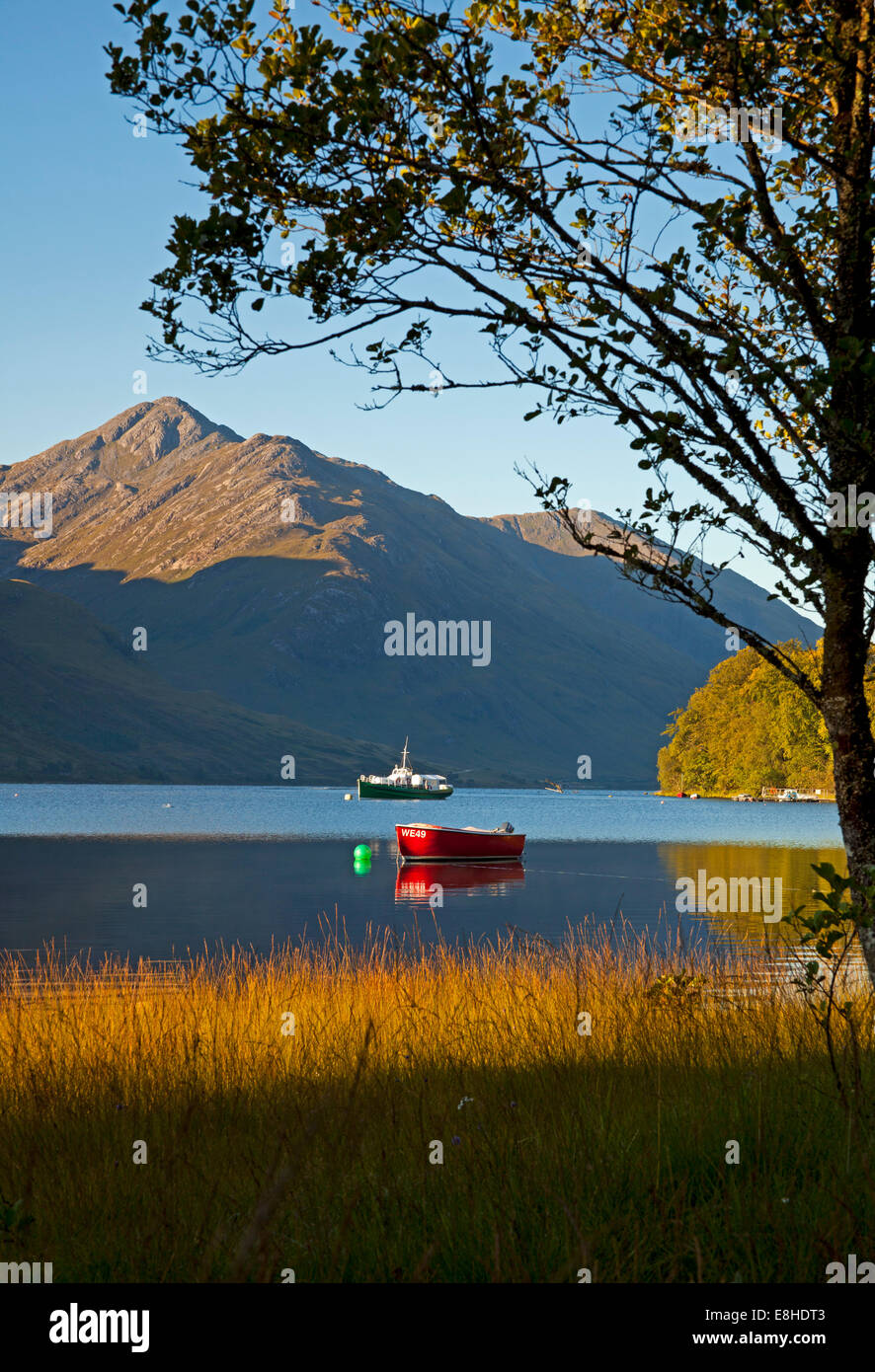 Boats on Loch Shiel framed by tree, Lochaber, Scotland Stock Photo - Alamy