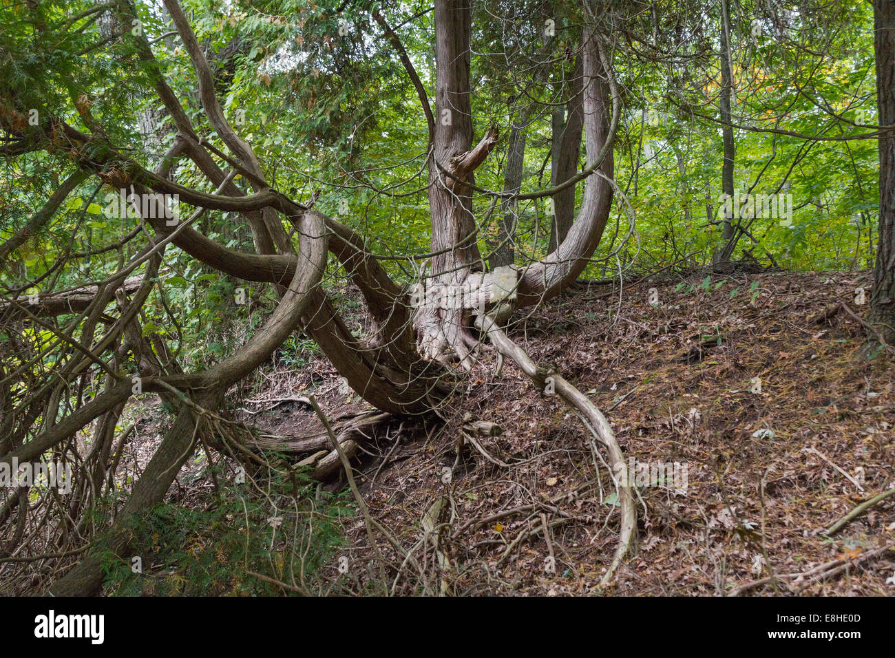 Twisted gnarled oak tree in forest along Ausable River in Grand Bend ...