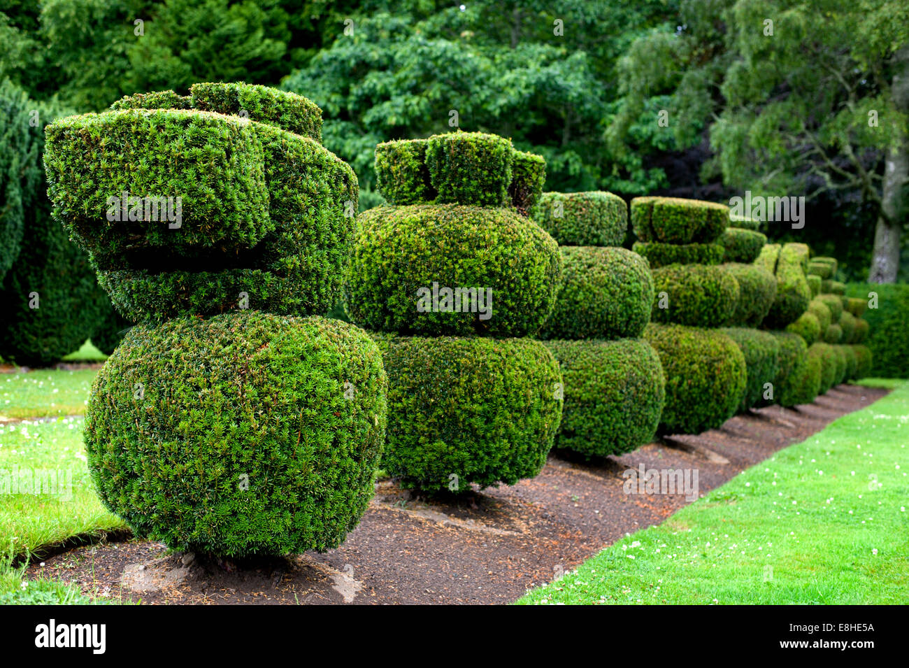 Yew topiary hi-res stock photography and images - Alamy