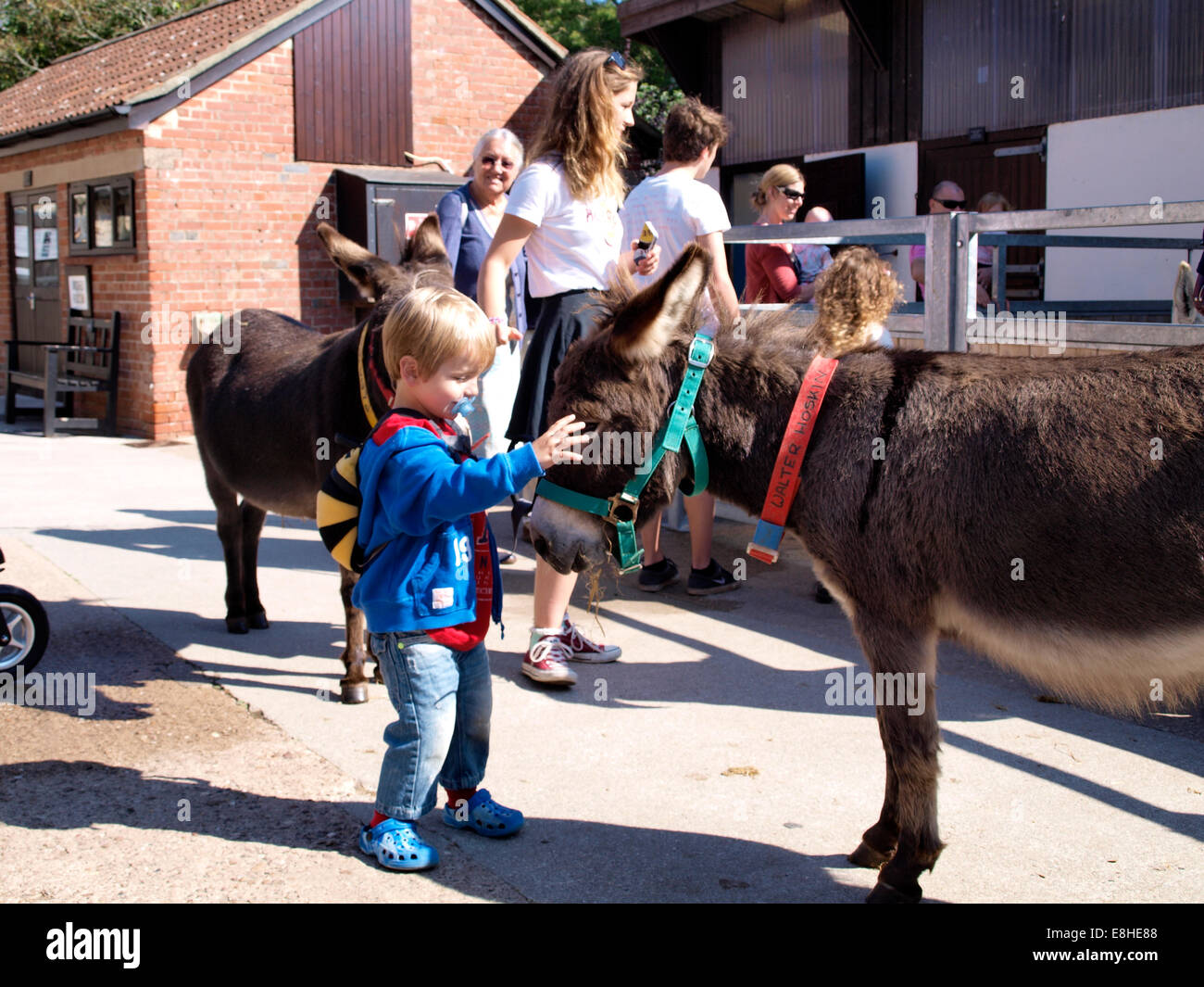 Young child stroking a donkey, The Sidmouth Donkey Sanctuary, Devon, UK ...