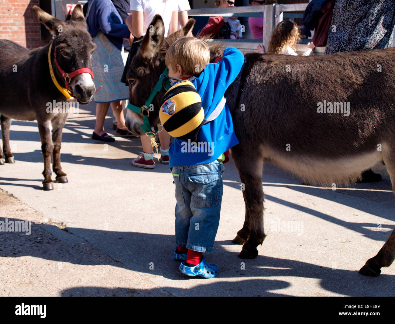 Young boy cuddling a donkey at The Sidmouth Donkey Sanctuary, Devon, UK ...