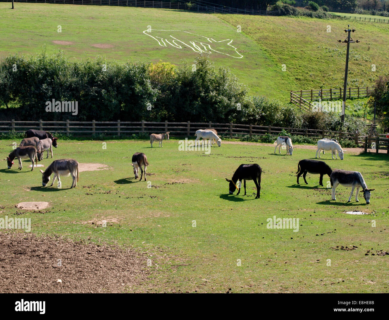 The Sidmouth Donkey Sanctuary, Devon, UK Stock Photo - Alamy