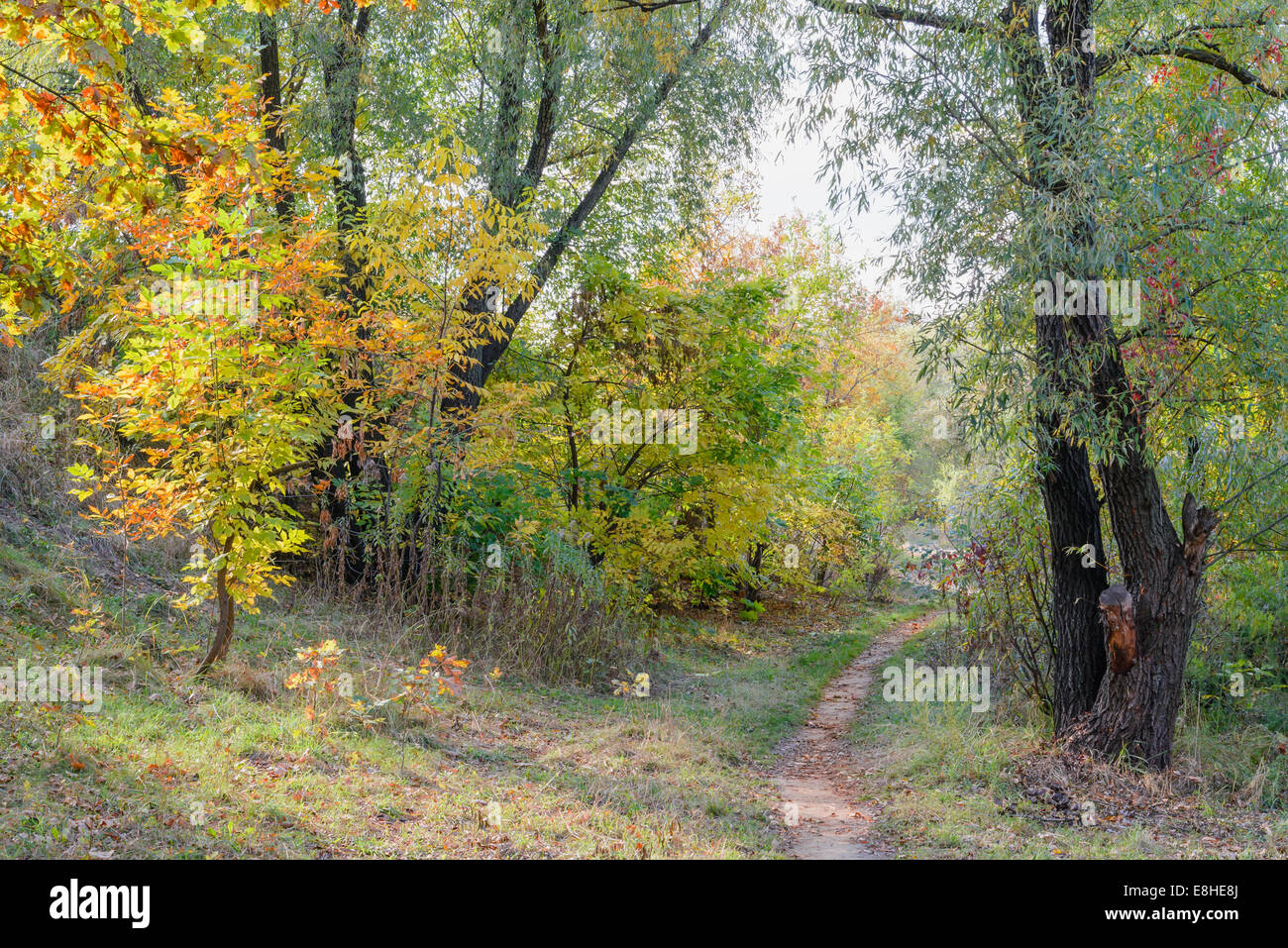 Oak trees country path hi-res stock photography and images - Alamy