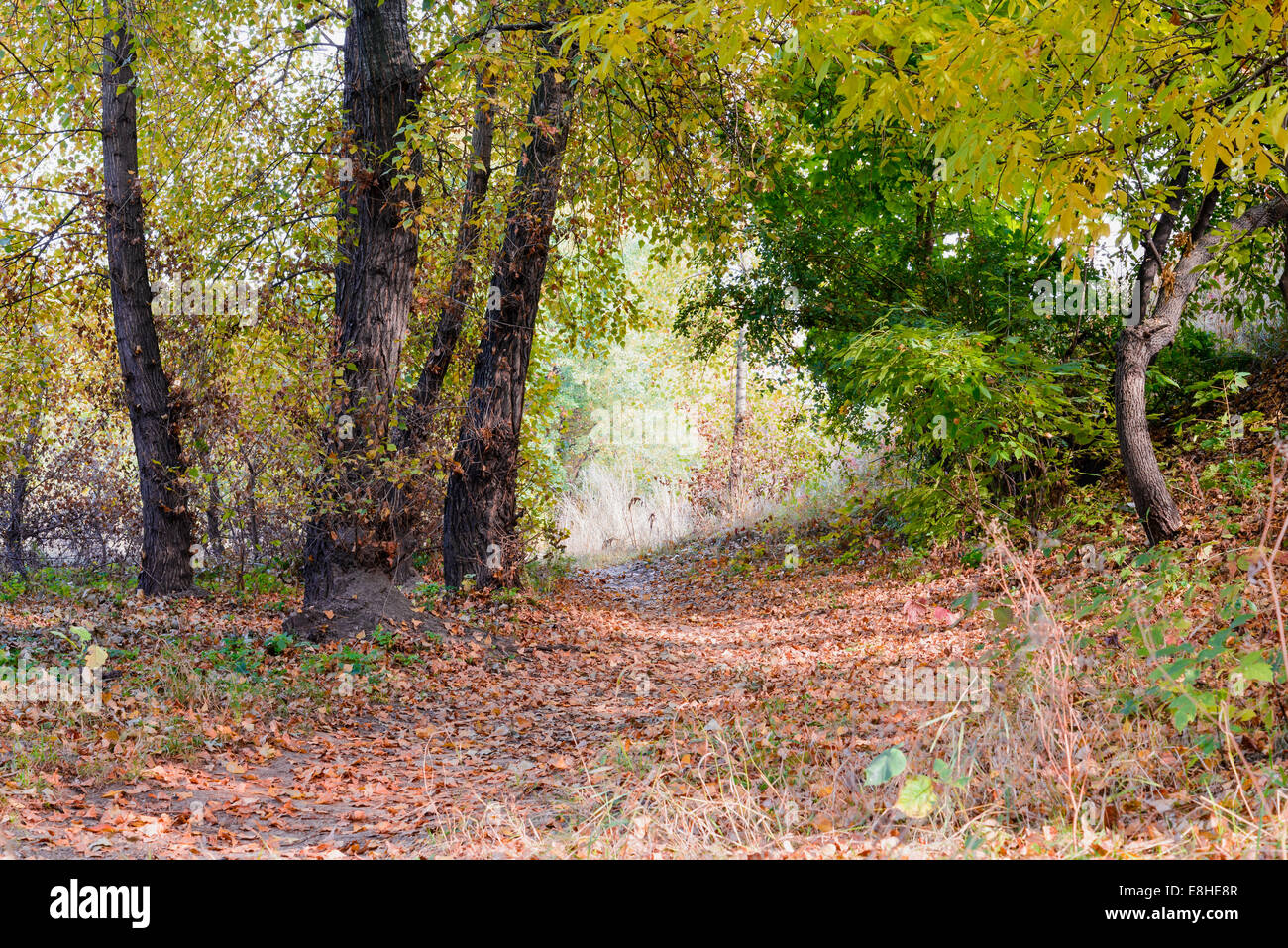 Autumn forest path between maple, birch, poplar and ash trees in a ...