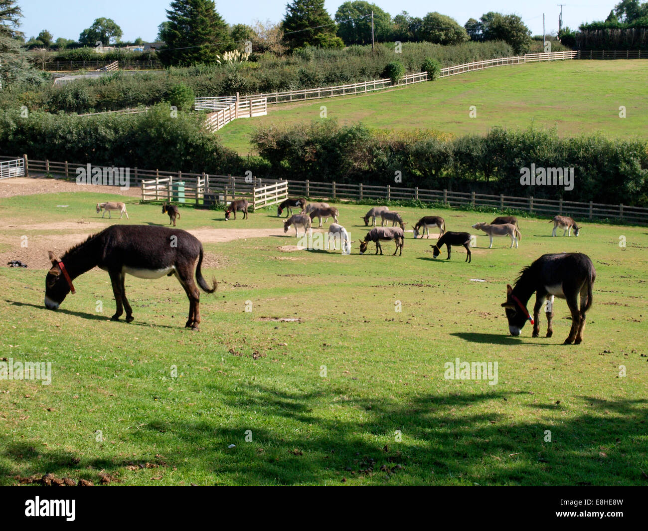 Field full of donkeys, The Sidmouth Donkey Sanctuary, Devon, UK Stock ...