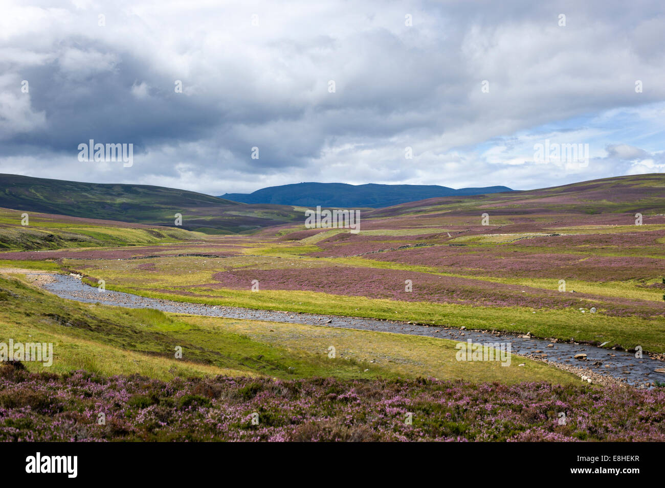 A view along Glen Gairn with its pretty river surrounded by heather ...