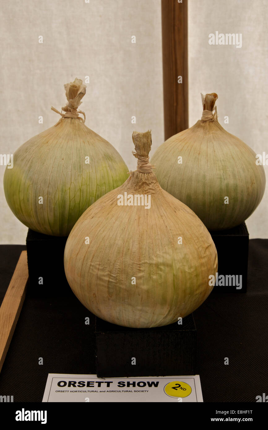 Three prize winning onions at a vegetable show displayed on black ...