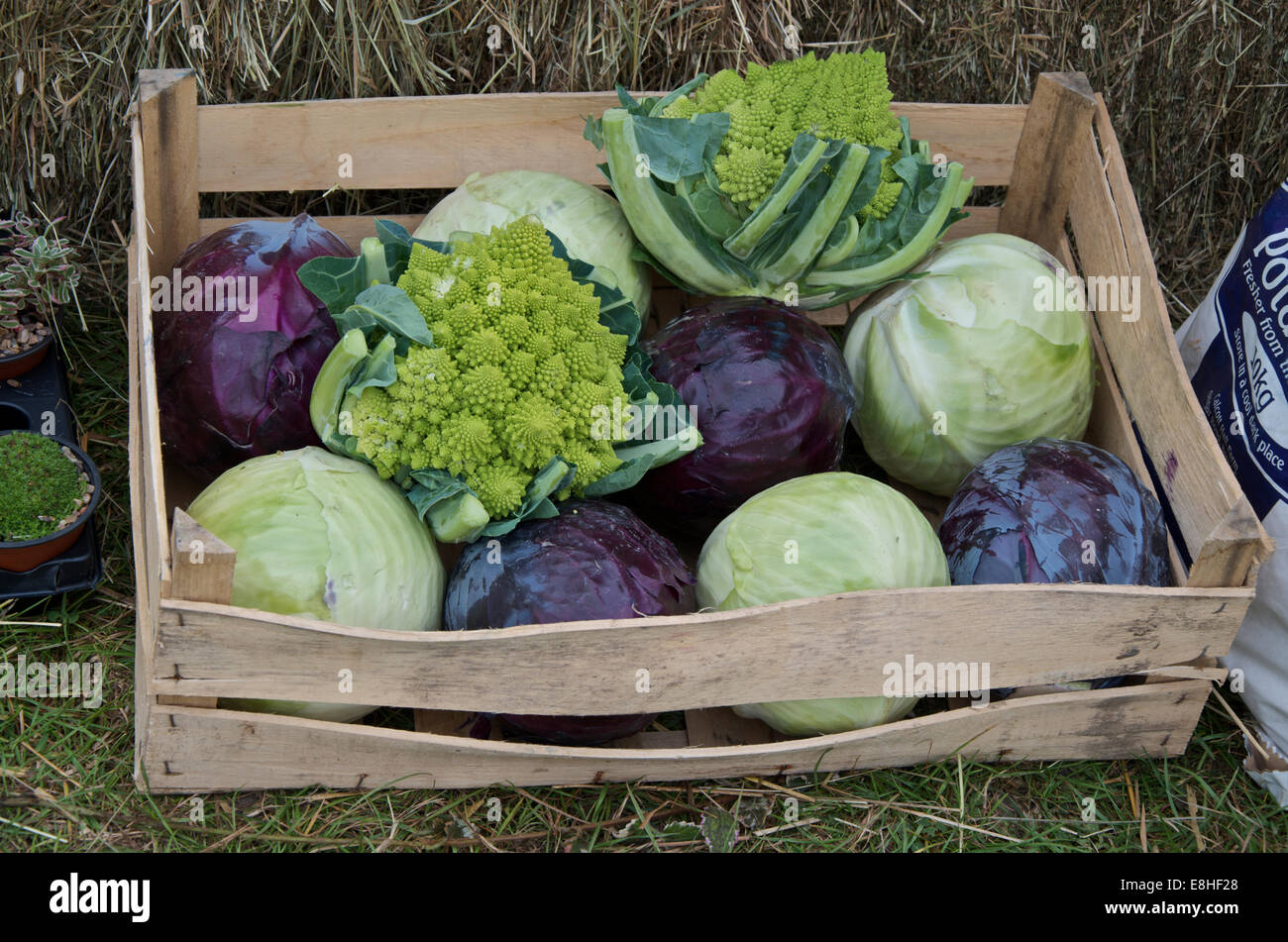 Vegetables crate hi-res stock photography and images - Alamy