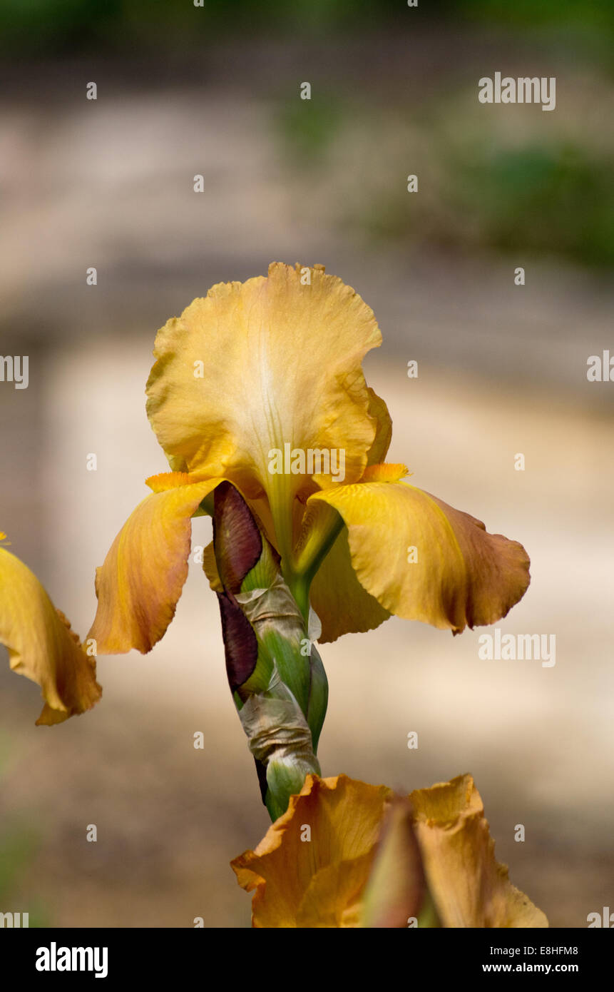 Rocket garden plant hi-res stock photography and images - Alamy