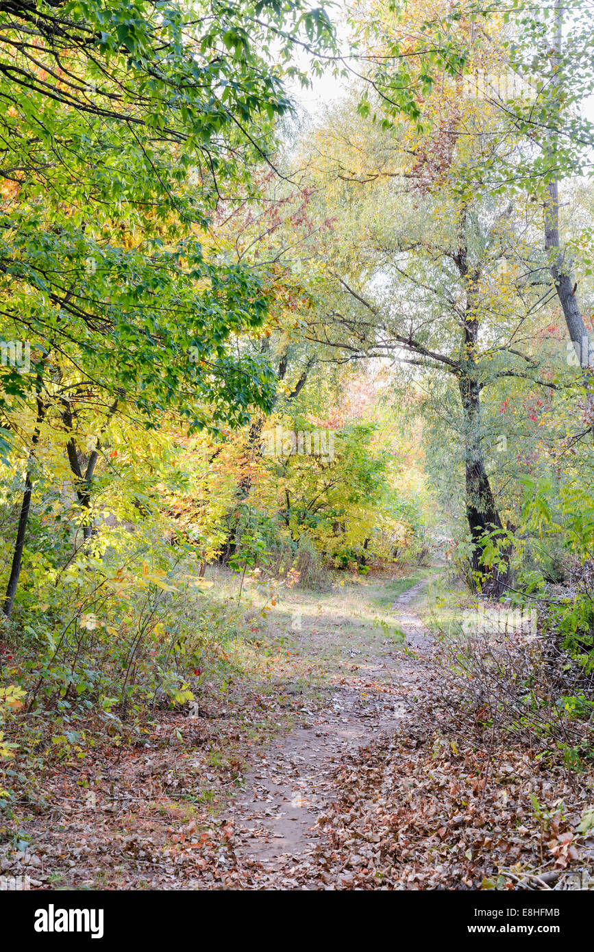 Autumn forest path between maple, oak, willow and poplar trees in a ...