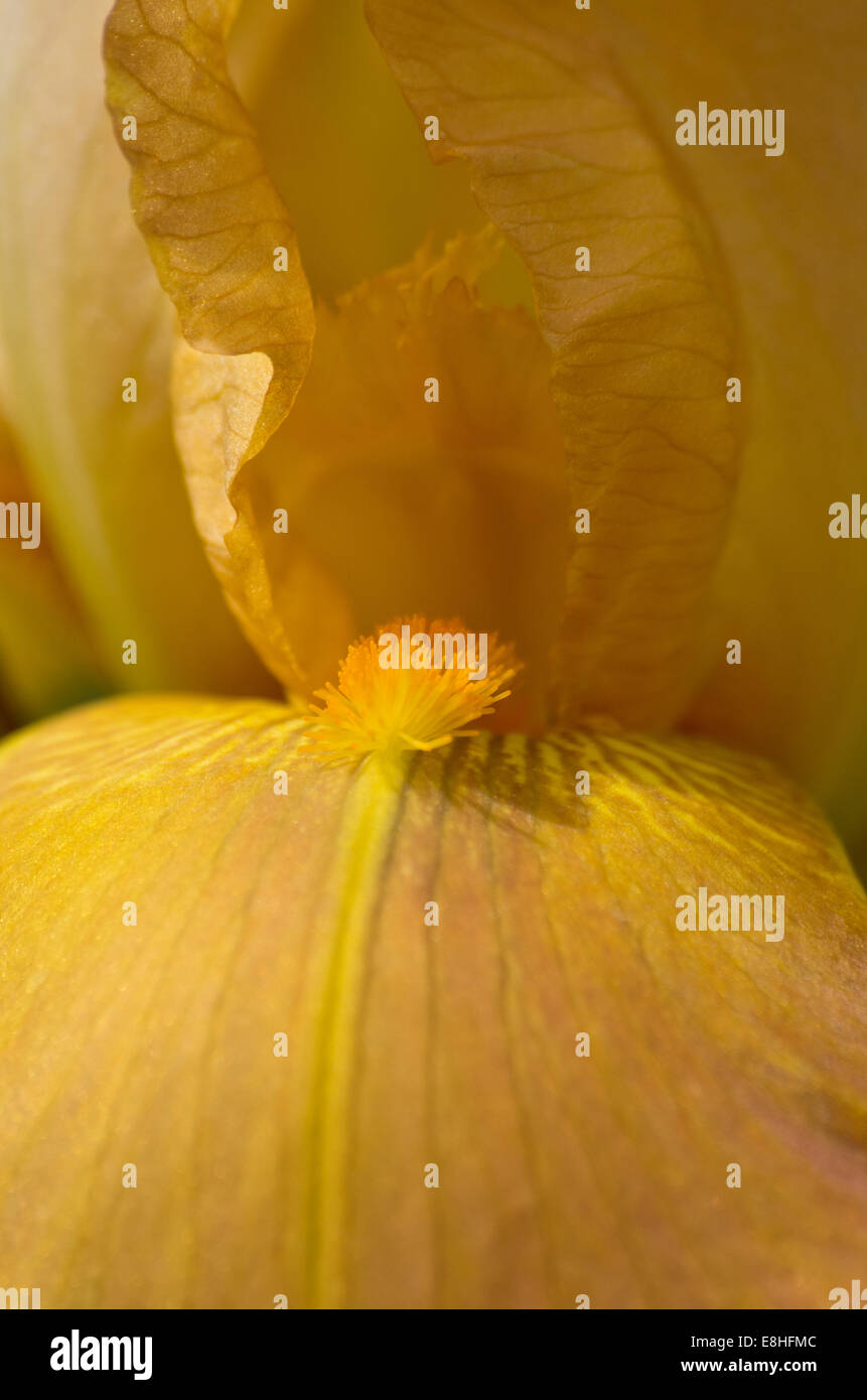 Rocket flower hi-res stock photography and images - Alamy