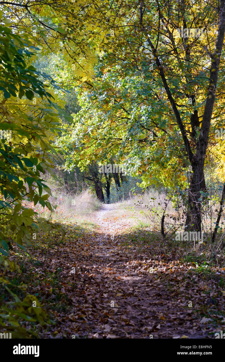 Oak trees country path hi-res stock photography and images - Alamy