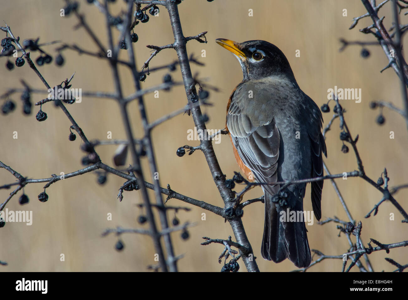 American Robin feeding on berries Stock Photo - Alamy