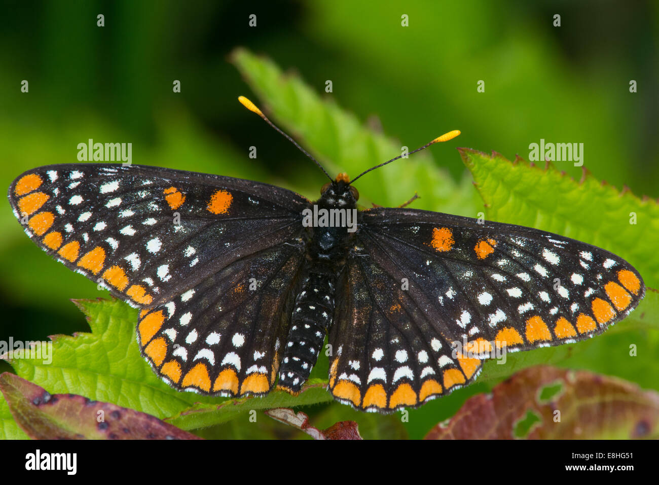 Baltimore checkerspot butterfly hi-res stock photography and images - Alamy