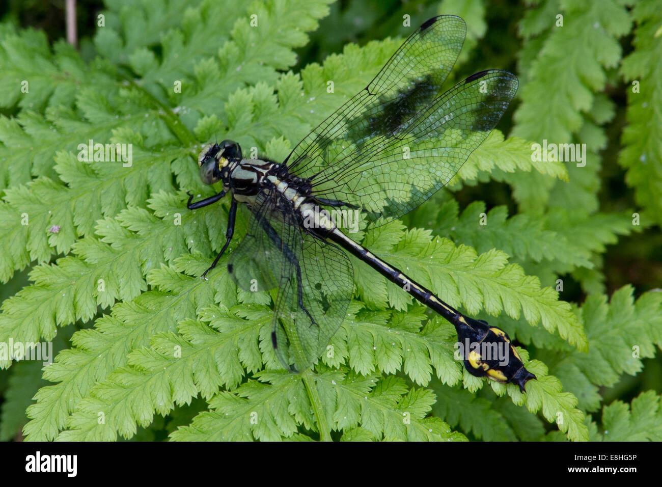 Clubtail hi-res stock photography and images - Alamy