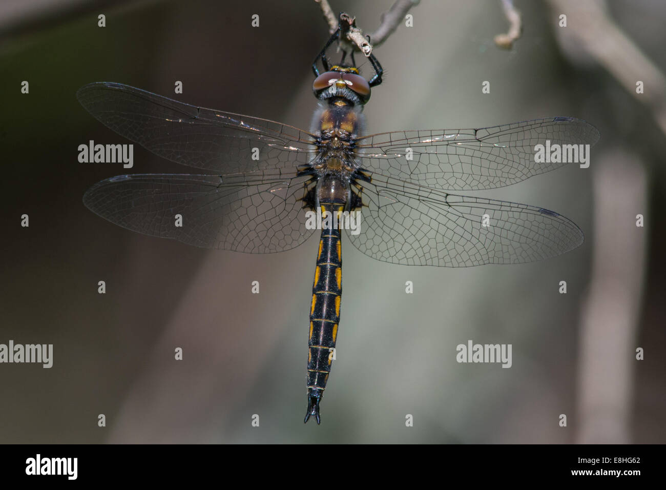 Common Baskettail hanging from a branch Stock Photo - Alamy