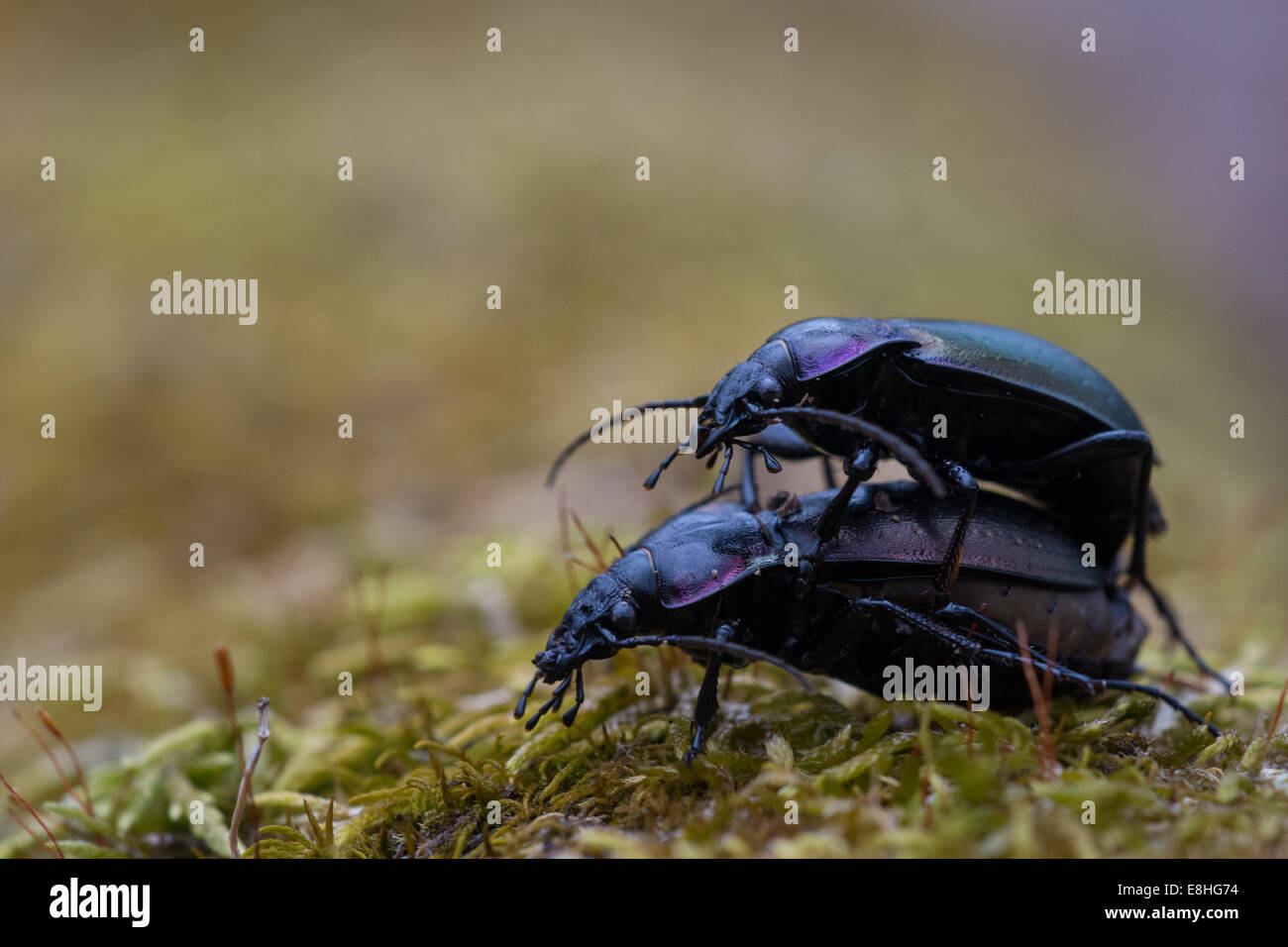 Ground beetles hi-res stock photography and images - Alamy