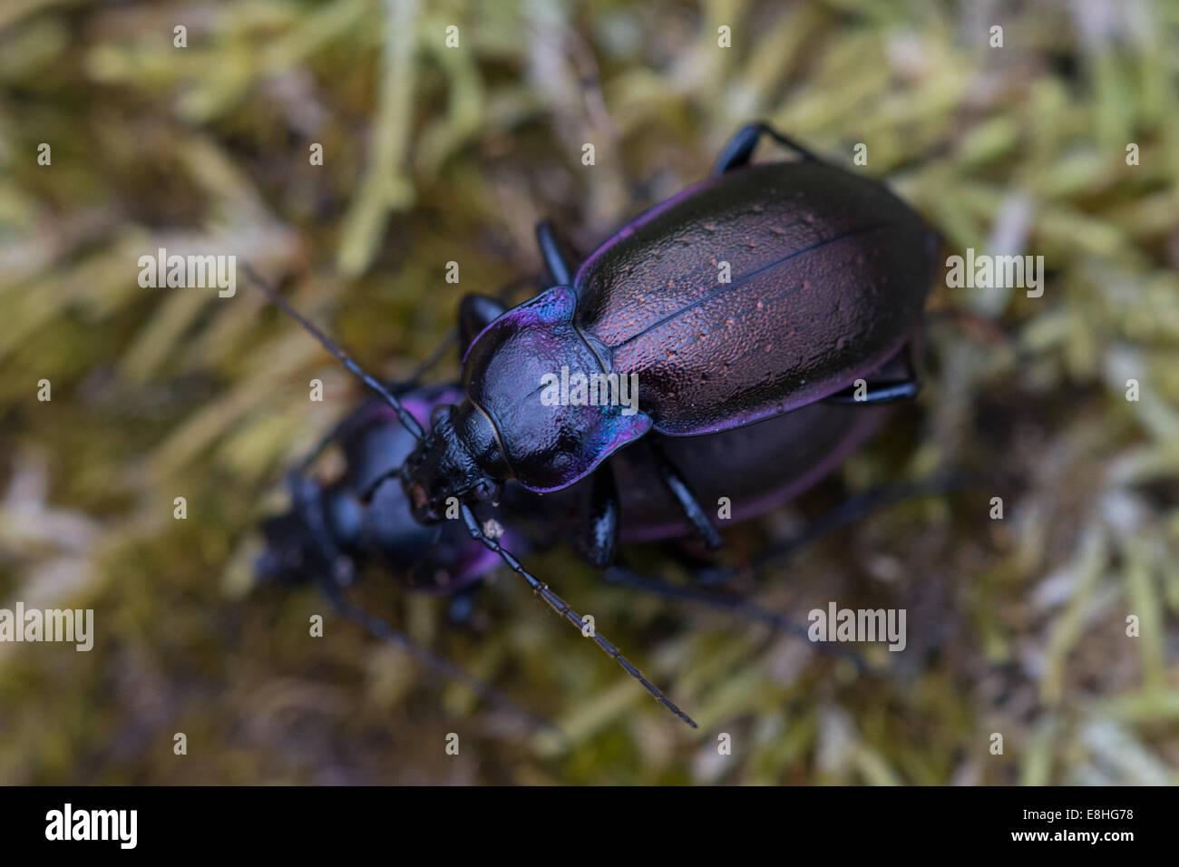 European beetles hi-res stock photography and images - Alamy