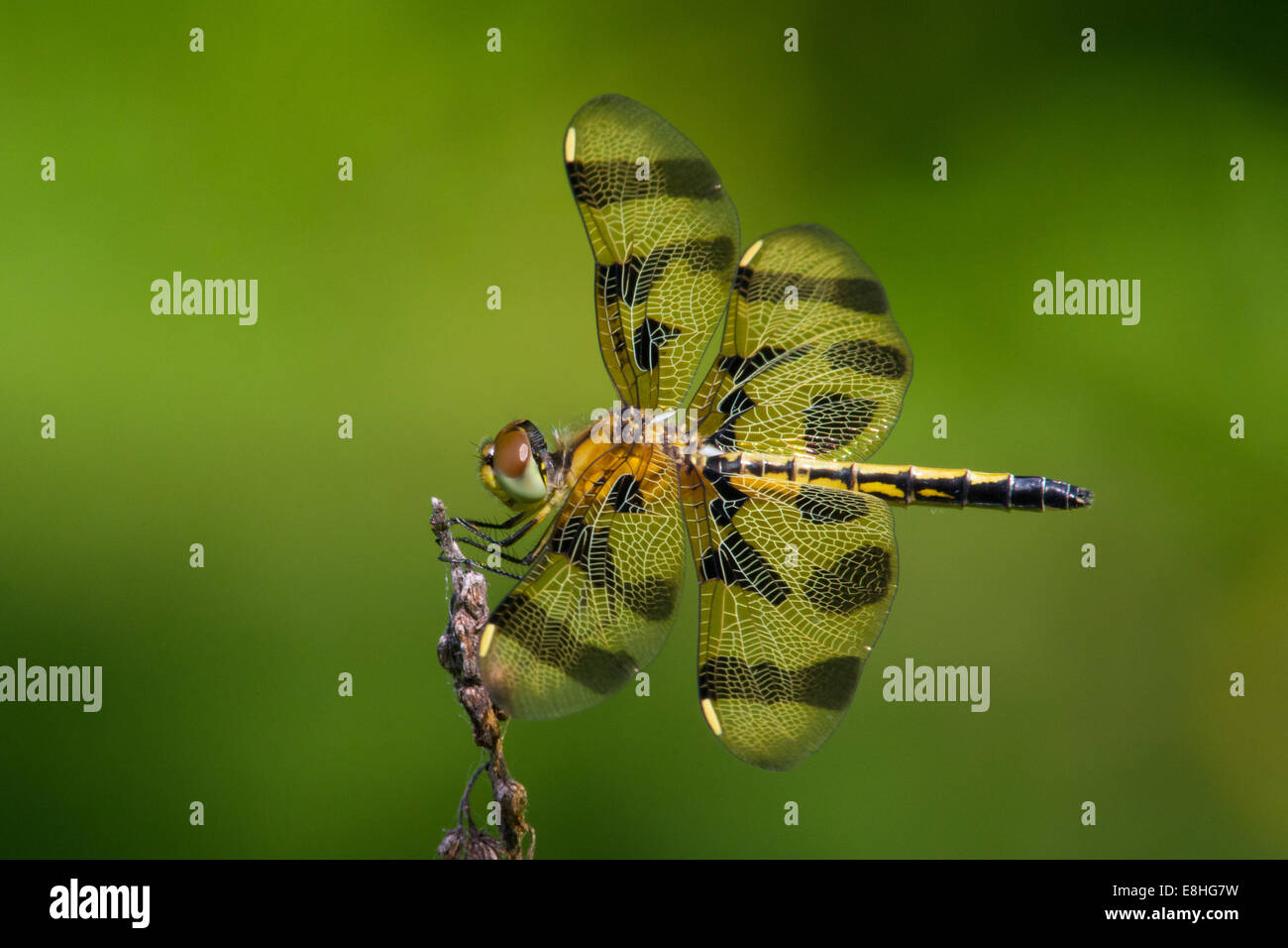 Flying a pennant hi-res stock photography and images - Alamy