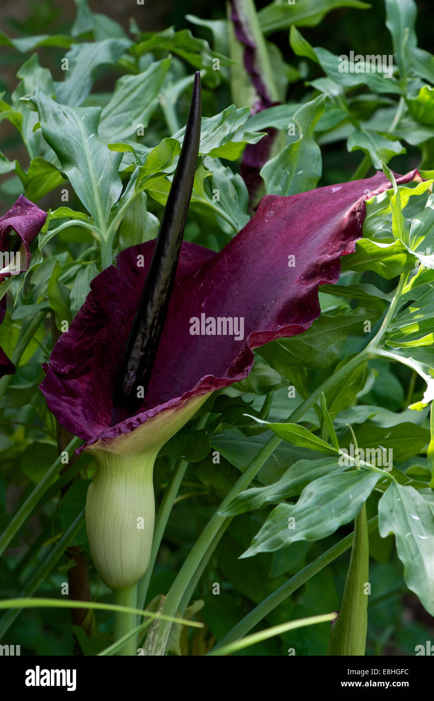 Dracunculus vulgaris or Dragon's Arum in flower Stock Photo - Alamy