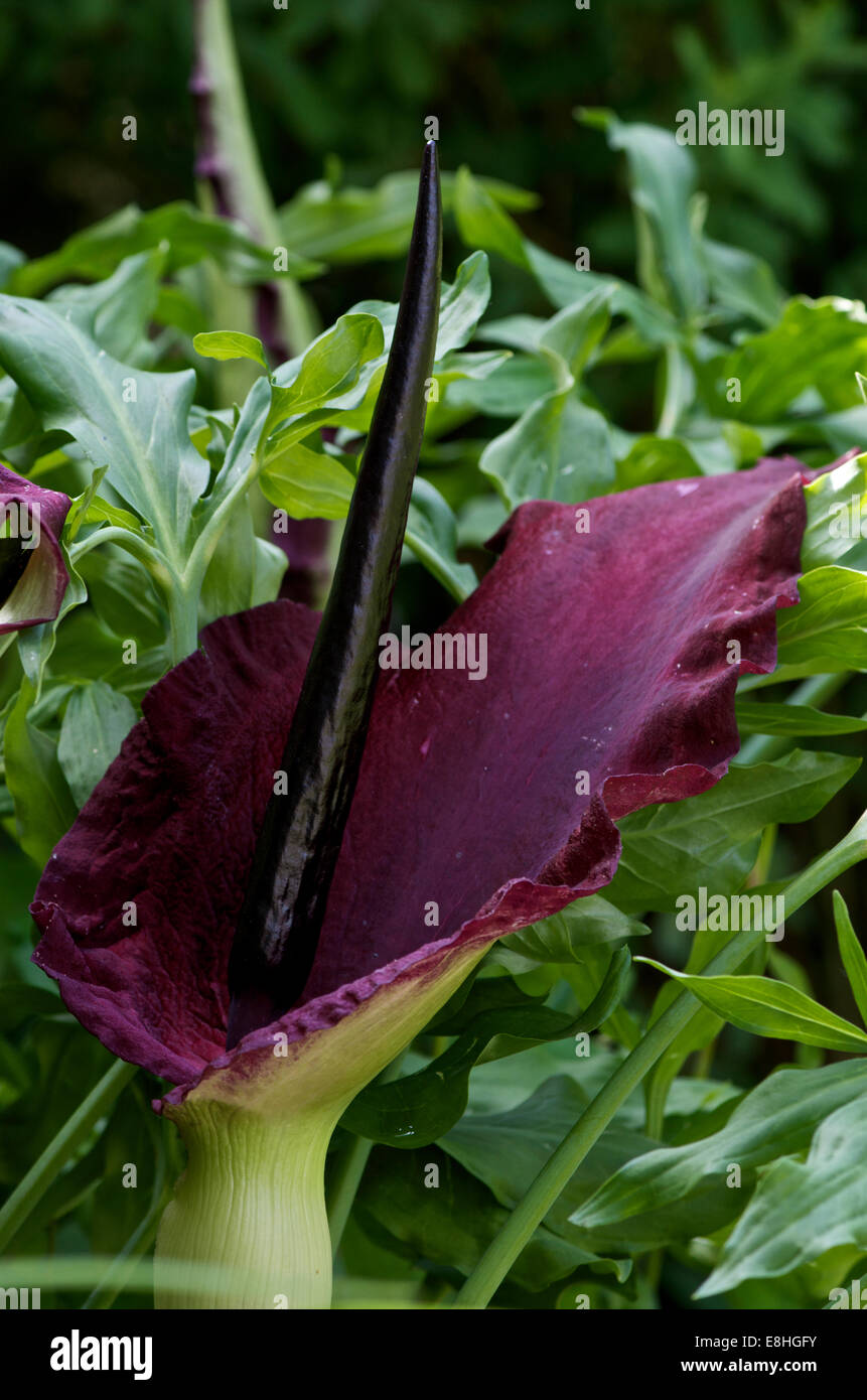 Dracunculus vulgaris hi-res stock photography and images - Alamy