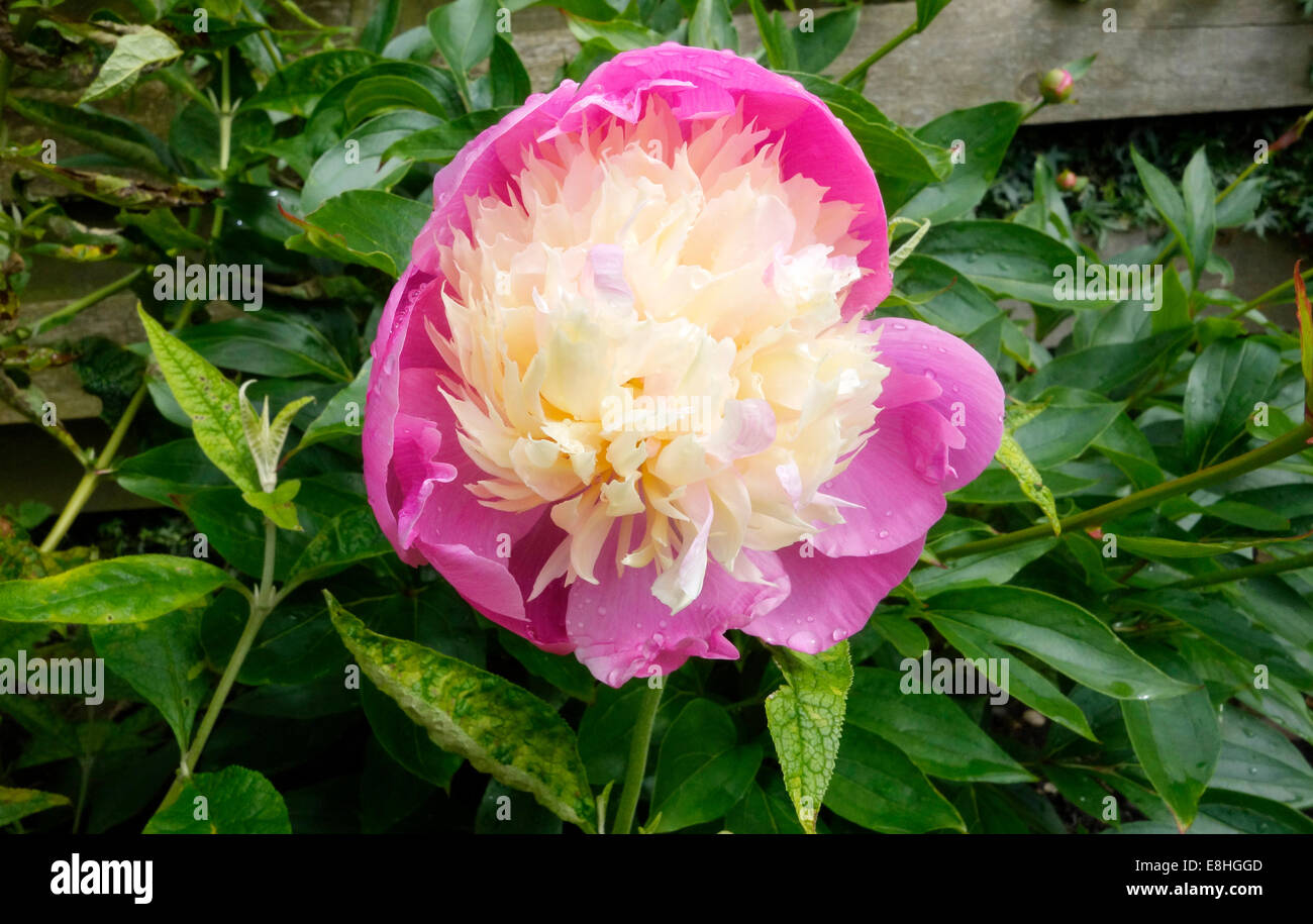 Paeonia lactiflora bowl beauty peonies hi-res stock photography and ...