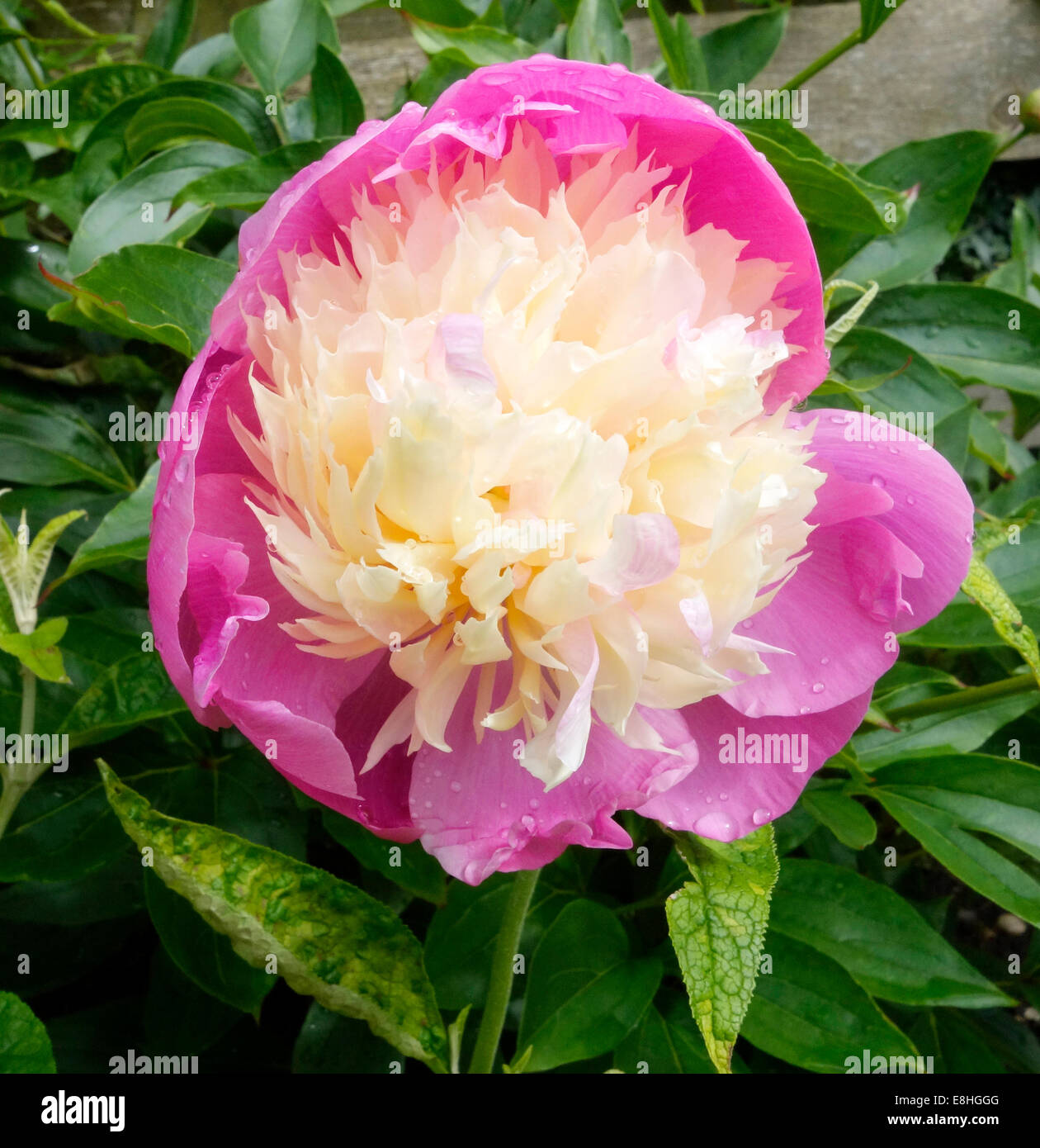 Paeonia lactiflora bowl beauty peonies hi-res stock photography and ...