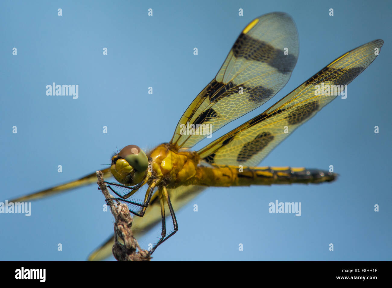 Flying a pennant hi-res stock photography and images - Alamy