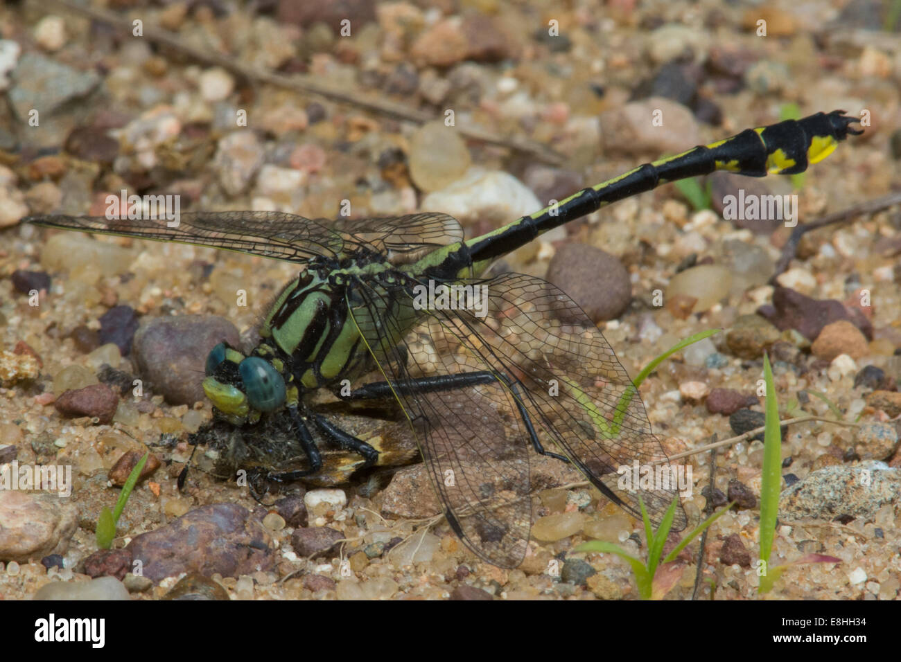 Clubtail butterfly hi-res stock photography and images - Alamy