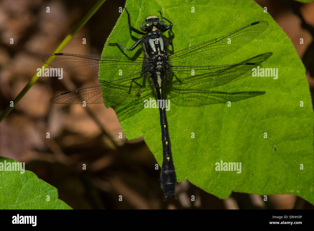 Clubtail hi-res stock photography and images - Alamy