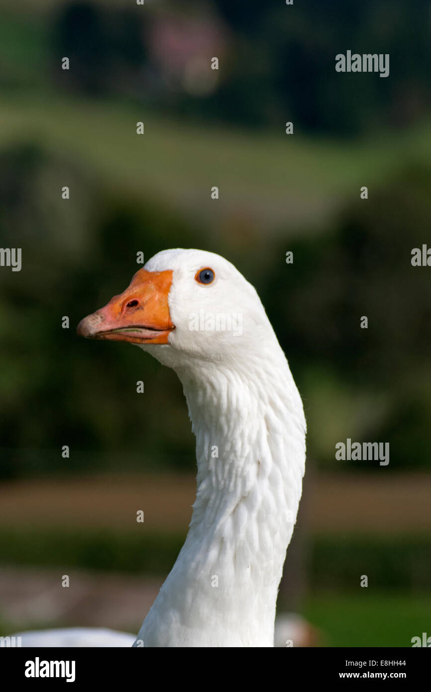 Happy goose hi-res stock photography and images - Alamy