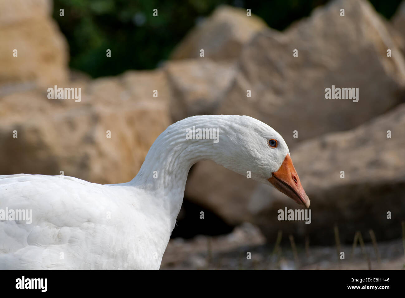 Happy goose hi-res stock photography and images - Alamy