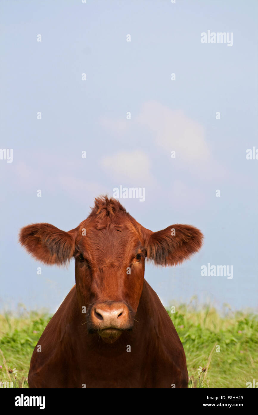 Cow looking at the camera Stock Photo - Alamy