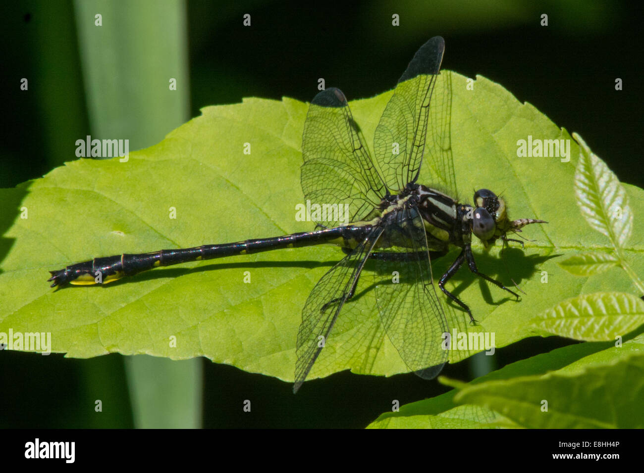 Gomphus quadricolor hi-res stock photography and images - Alamy