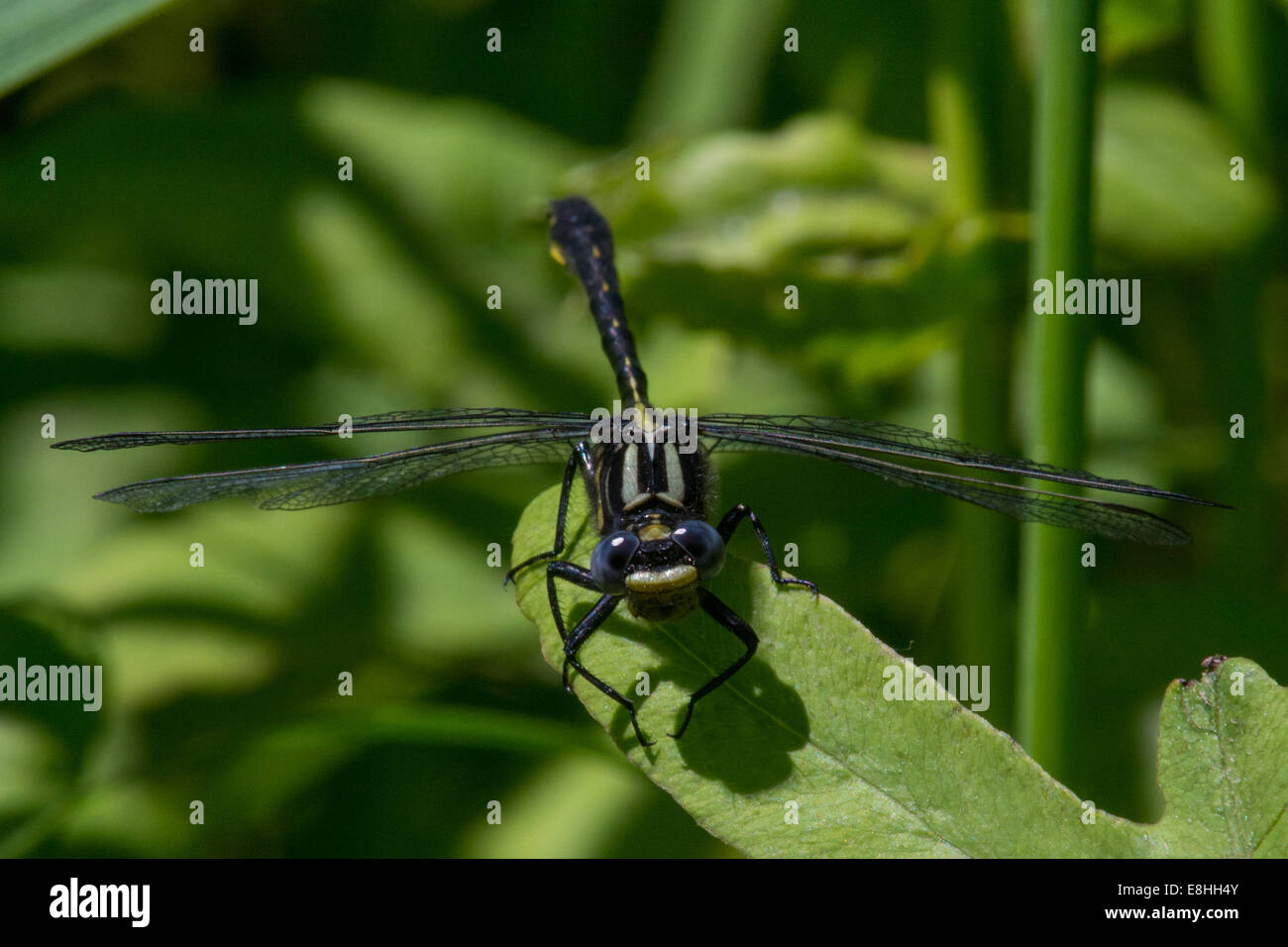 Gomphus quadricolor hi-res stock photography and images - Alamy
