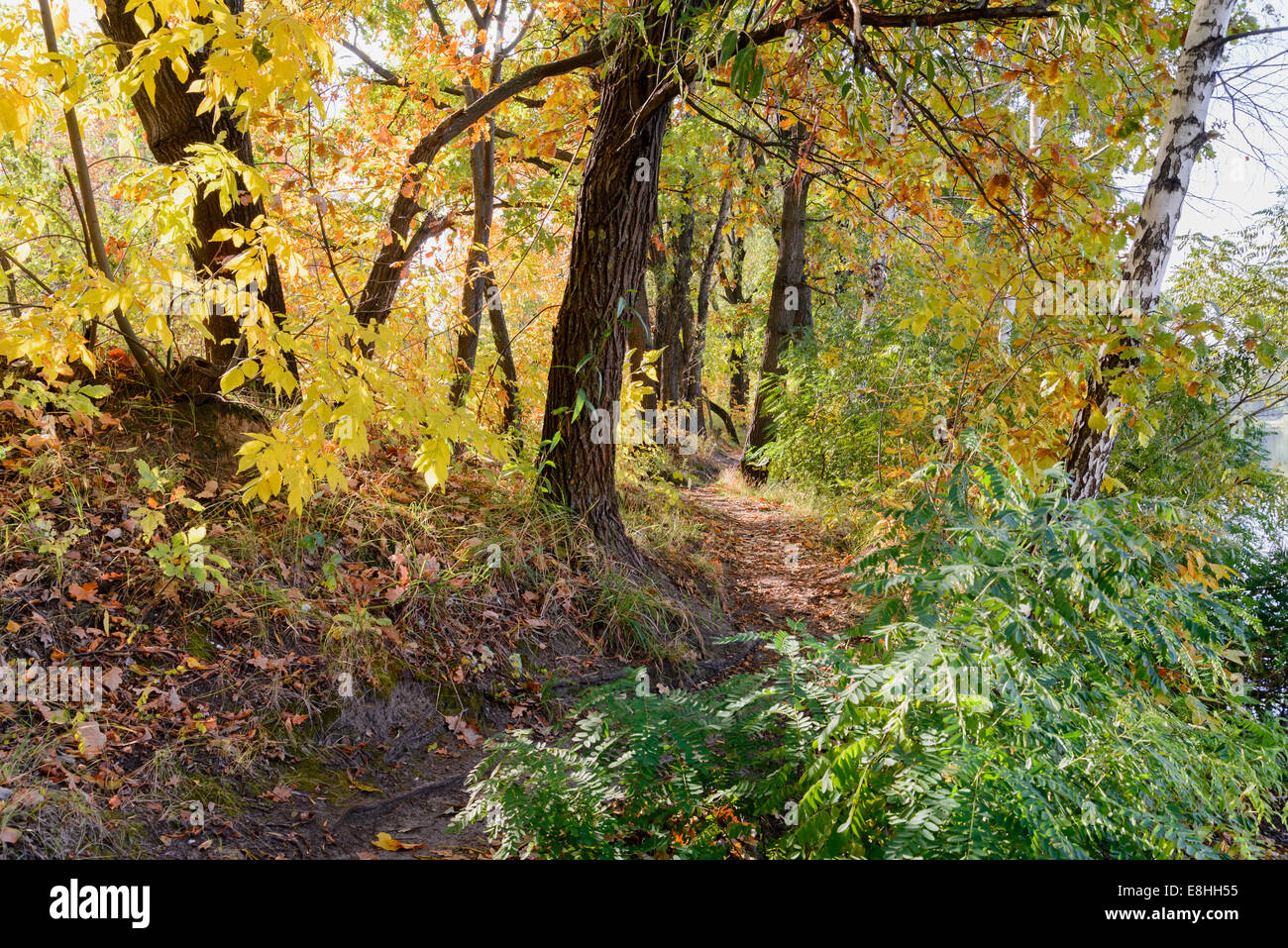 Autumn forest path between maple and poplar trees in a sunny day Stock ...