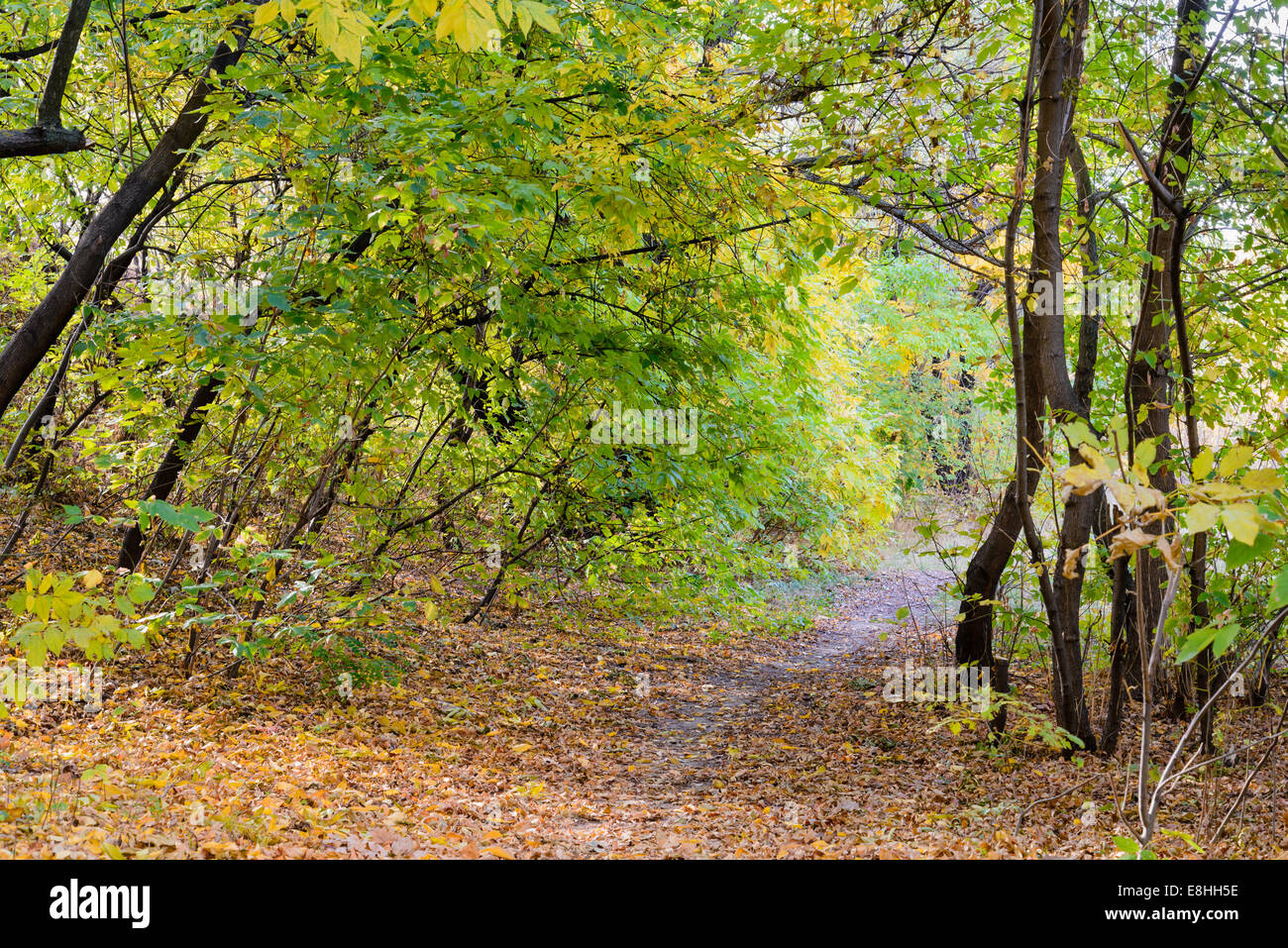 Autumn forest path between maple and poplar trees in a sunny day Stock ...
