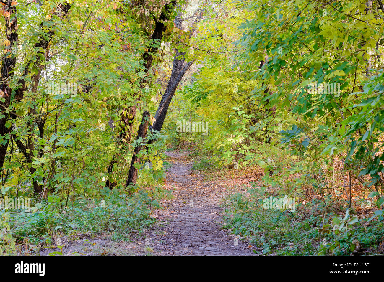 Autumn forest path between maple and poplar trees in a sunny day Stock ...